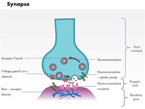 Synaptic Terminal Diagram