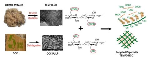 Enhancing Strength Properties Of Recycled Paper With Tempo Oxidized Nanocellulose Bioresources