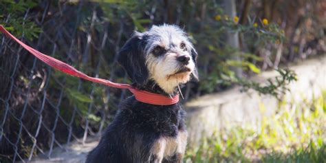 Incrementa El Abandono De Mascotas En León