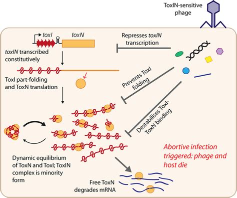 Model For Activity Of Toxin Against Incoming Phage Both Components Are