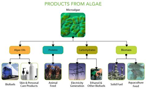 Algae As Sustainable Protein