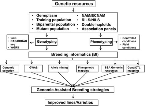 Schematic Representation Of Genomic Assisted Breeding For Tropical