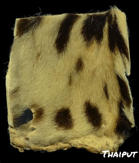 Thaiput Amulet 🐅🐅 แผ่นยันต์หนังเสือ หลวงปู่อั๊บ เขมจาโร