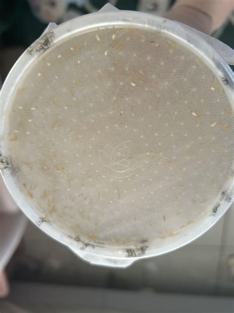 Help My Fruit Fly Worms Are Escaping Through Air Holes I Tried To Put A Tissue But That Isnt