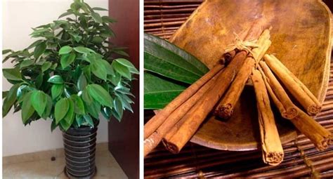 PLANTA DE CANELA CARACTERÍSTICAS CULTIVO PROPIEDADES