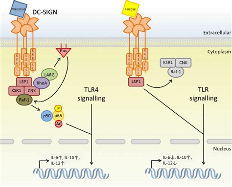 Dc Sign Pathogen Recognition Determines Downstream Tlr Regulation