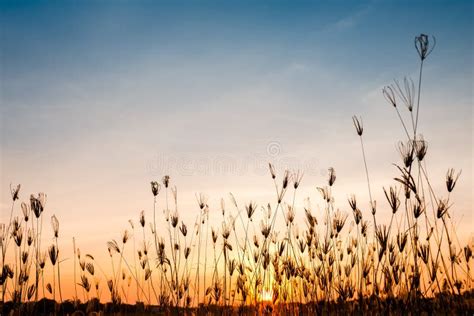Silueta De La Flor De La Hierba En Puesta Del Sol Foto De Archivo