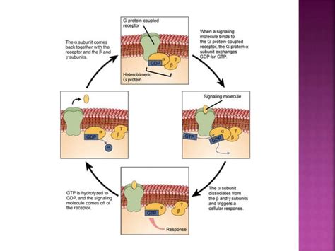 Cell Surface Receptorspptx