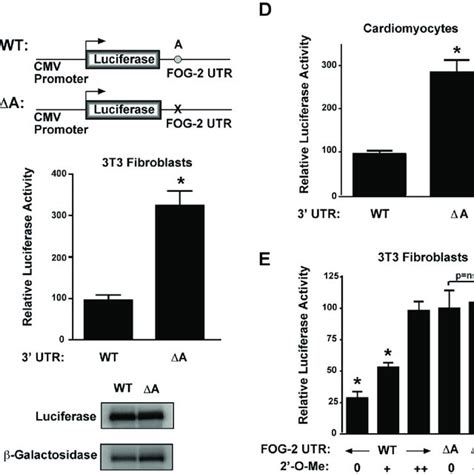 In A Microarray Analysis Of Micrornas Predicted To Target The 3′ Utr