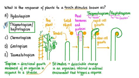 Chemotropism In Plants