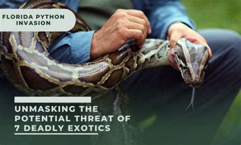 Florida Python Invasion Unmasking The Potential Threat Of 7 Deadly Exotics