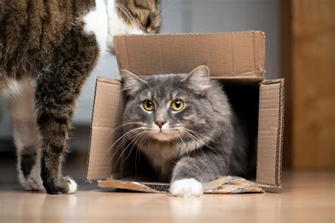 Cardboard Cat House For Large Cats Outlet Online Th