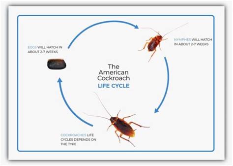 American Cockroach Life Cycle From Egg To Intruder
