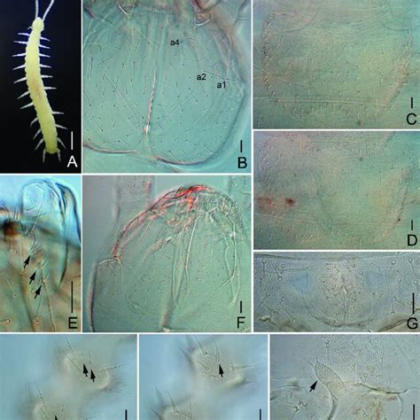 Scutigerella Sinensis Jin And Bu Sp Nov A Leg 1 Dorsal View B Leg 12