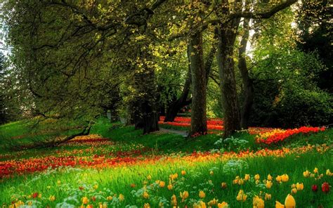 Forest Flowers Nature Wallpapers Hd Desktop And Mobile Backgrounds