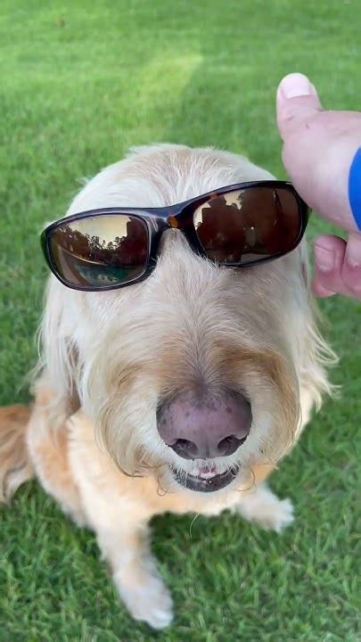 Glasses Floof Youtube