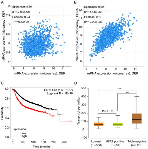 Correlation Between Dek Expression And Some Indexes Of Proliferation