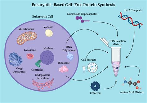 Eukaryotic Based Cell Free Protein Synthesis Biorender Science Templates