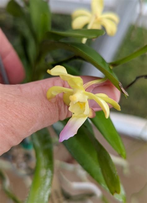 Vanda Vietnamica X Vanda Ustii October 2022 The Beautiful World Of My Flowers