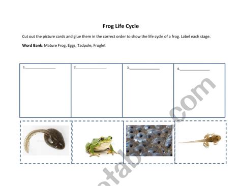 Frog Life Cycle Esl Worksheet By Kourisiti