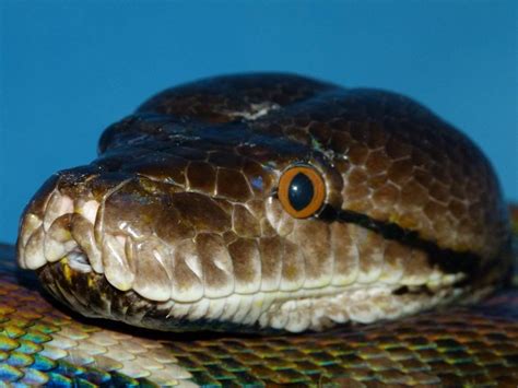Retics Burm Boa Pic Heavy Reptile Forums