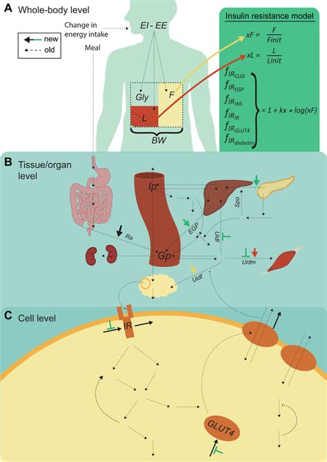 Detailed Overview Of The Entire Multi Level And Multi Timescale Model Download Scientific