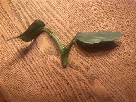 Philo Silver Sword Cutting Album On Imgur