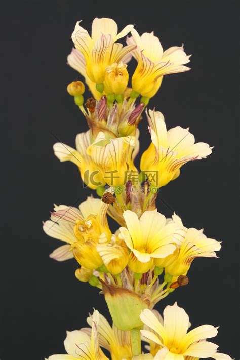 西丁菊高清摄影大图 千库网