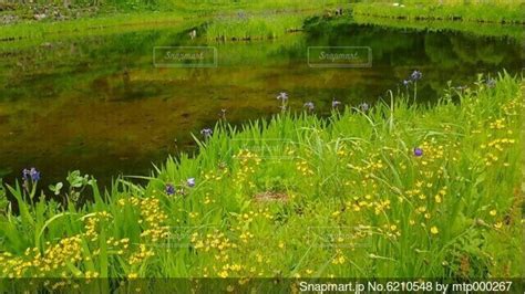 湿原に咲く黄色い花の写真画像素材 6210548 Snapmartスナップマート