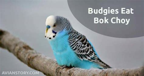 Can Budgies Eat Bok Choy Avian Story