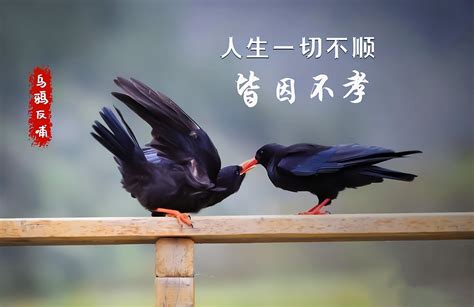如何行孝道——孝顺父母的三条原则 知乎