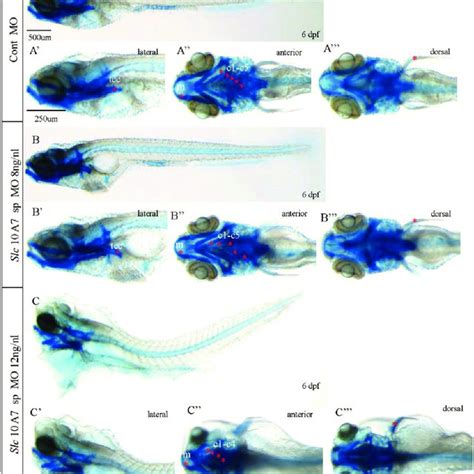 Bone Mineralization In Slc10a7 Deficient Zebrafish By Alizarin Red