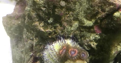 Urchin Loves Zoa Lined Hat Album On Imgur