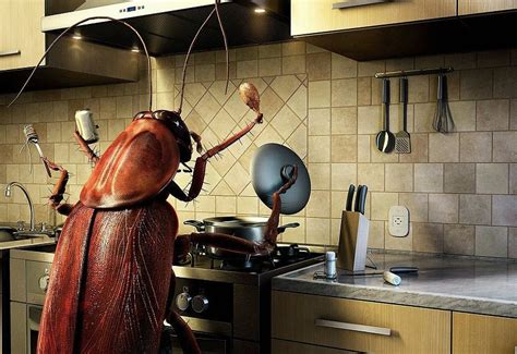 How To Get Rid Of Kitchen Insects Cook It