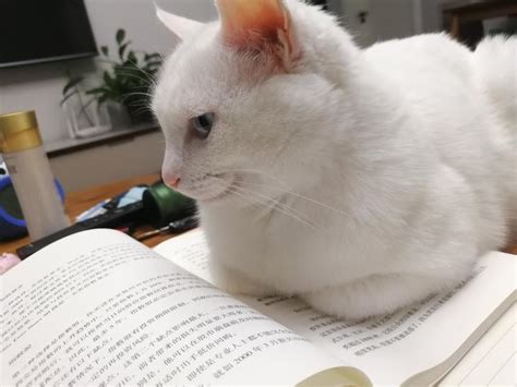 提升专注力的小tip 知乎