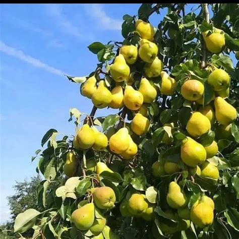 فروش نهال گلابی بیروتی