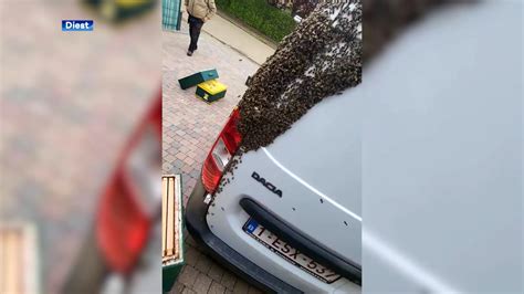 Ongezien Gigantische Bijenzwerm Nestelt Zich In Koplamp Auto In