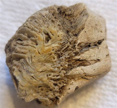 Pin By Deeinsoflo On Fossils Frozen Moments Frozen In This Moment