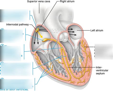 Nodes Of Heart Diagram Quizlet