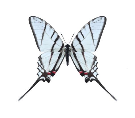 Epidaus De Graphium Imagen De Archivo Imagen De Color 18259833