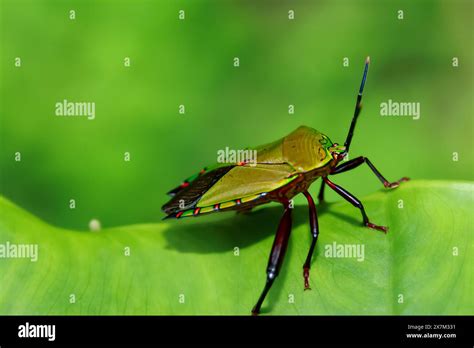 Detailed Macro Shot Of Colorful Stink Bug On Leaf Texture Showcasing