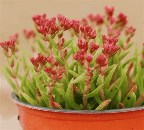 Crassula Exilis Subsp Schmidtii Succulents Network