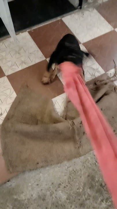 Dobberman Youtubevideo Youtube