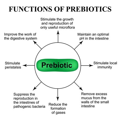 What Are Prebiotics 9 Best To Help Boost Your Immunity Farmers Almanac Plan Your Day Grow