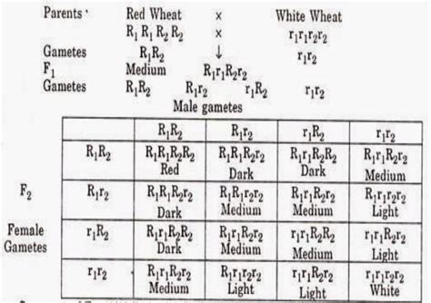 Quantitative Inheritance In Plant Breeding Biology Notes Online