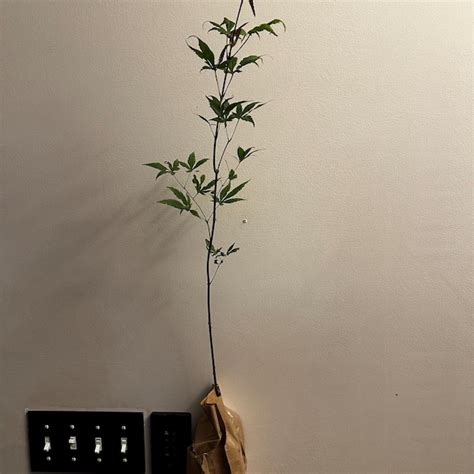 Climbing Hydrangea Live Plant 12 18 In Height In A 3 Container Etsy