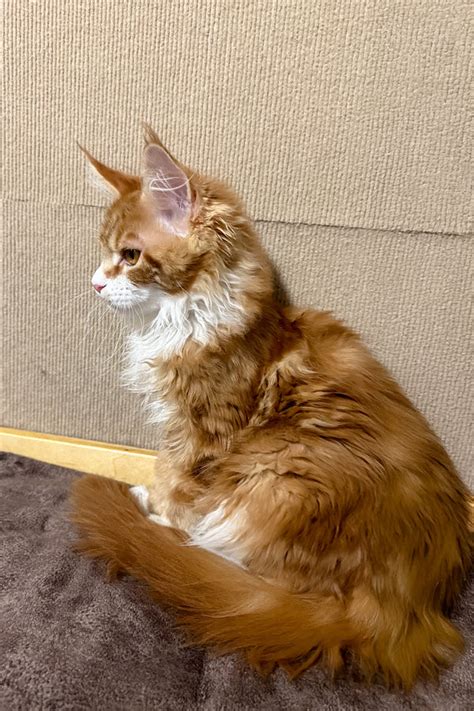 Meet Happy Sweet Maine Coon Kitten