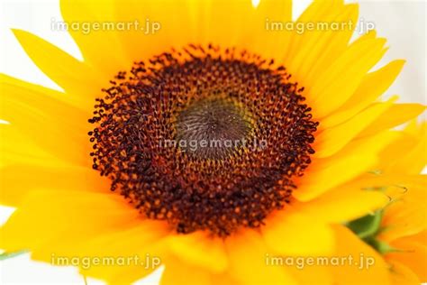白背景に黄色のヒマワリの花のアップの写真素材 197752773 イメージマート
