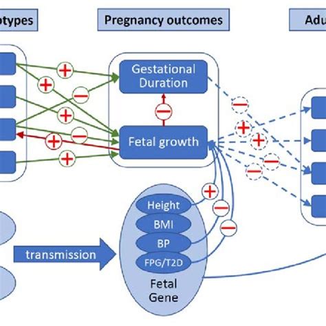 Estimated Maternal And Fetal Genetic Effects Underlying The