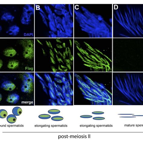 Centromere Protein Levels During Drosophila Spermatogenesis A